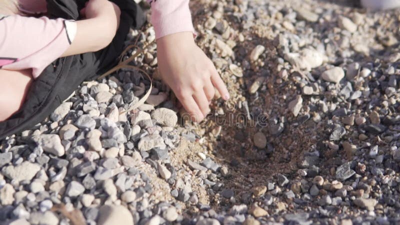 Children S Hands are Sorting Out Pebbles on a Pebble Beach, Close-up ...