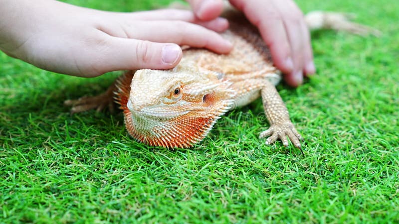 Children S Hands Stroking a Lizard on Artificial Grass. Stock Video ...
