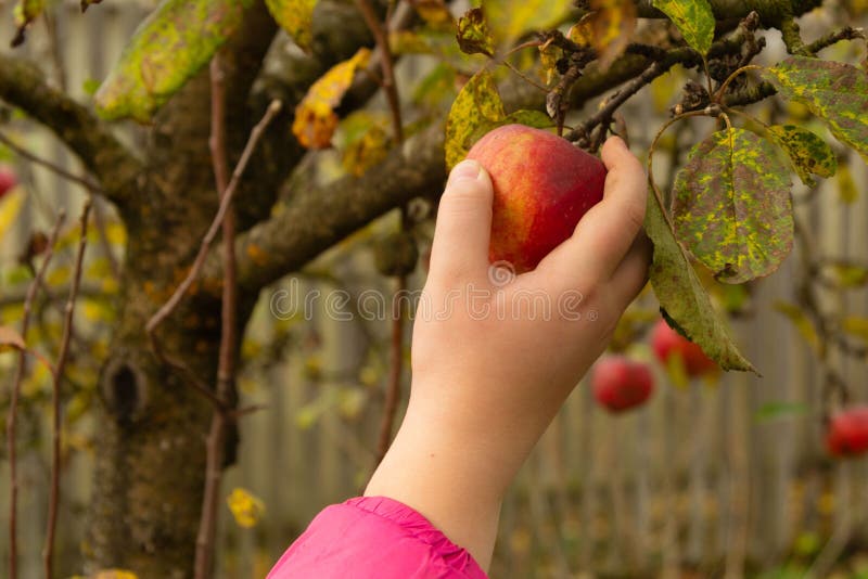 Children`s Light-skinned Hand Plucks an Apple from a Tree in Autumn ...