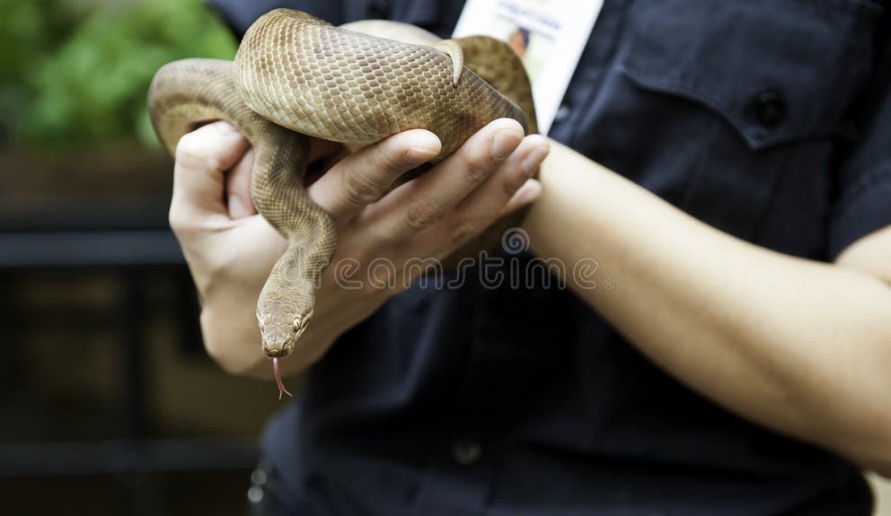 Children s Python stock image. Image of children, reptile - 21751857