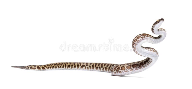 Children`s Python, Antaresia Childreni, Isolated Stock Image - Image of ...