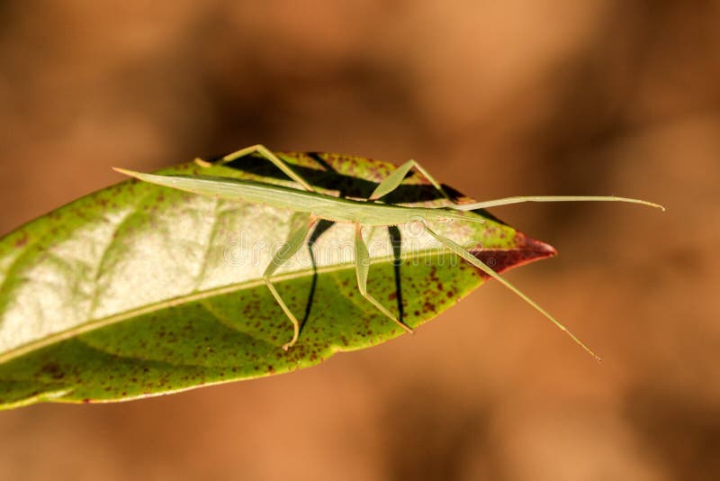 Children`s Stick Insect stock image. Image of childrens - 192315281
