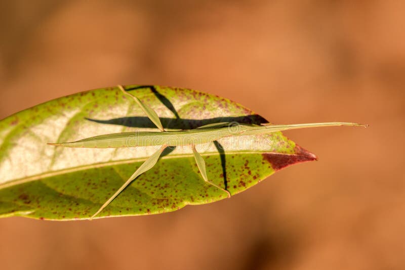 Children`s Stick Insect stock image. Image of childrens - 192315281