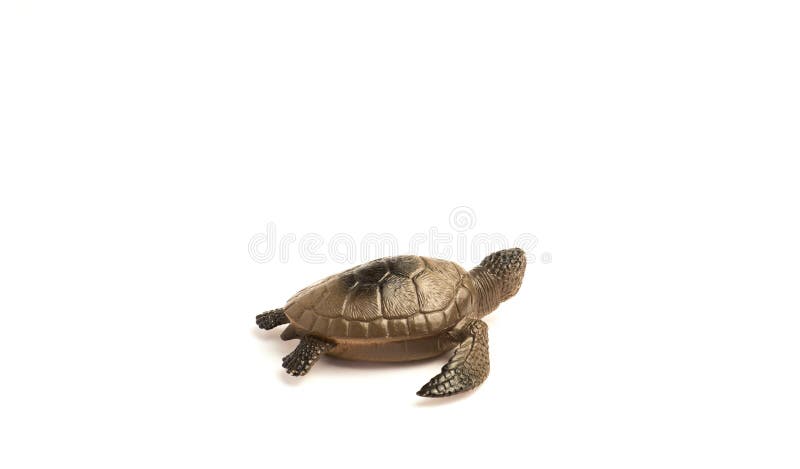 A Children S Toy in the Shape of a Turtle on a White Background ... A Children S Toy in the Shape of a Turtle on a White Background ...