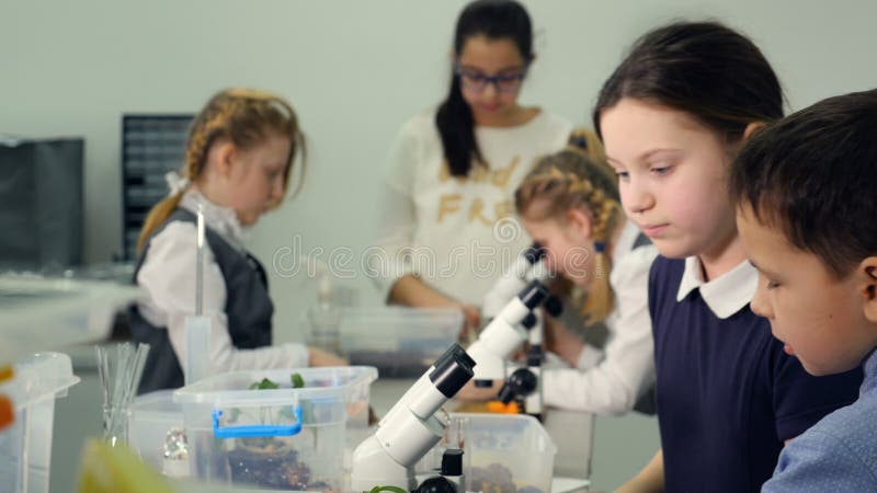 Children Studing Biology, Chemistry in Elementary School Biology Class ...