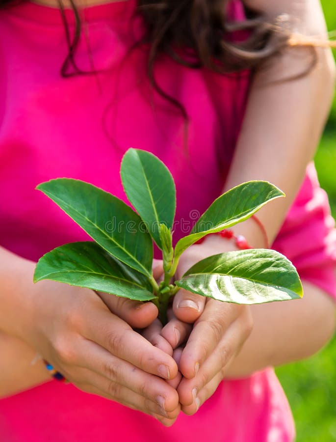 Children Take Care of Nature Tree in Their Hands. Selective Focus Stock ...