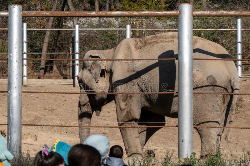 Children are Watching Standing Elephant from Outside the Cage of the ...