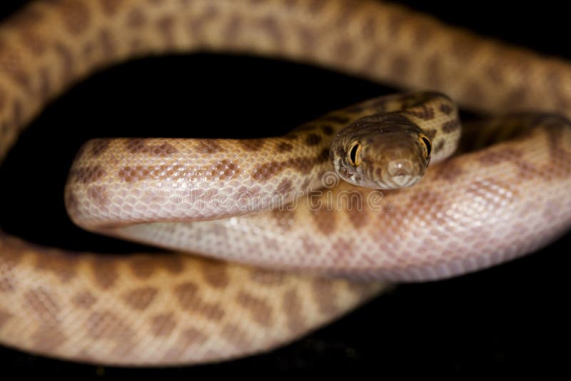 Childrens Python stock image. Image of danger, biology - 7292371