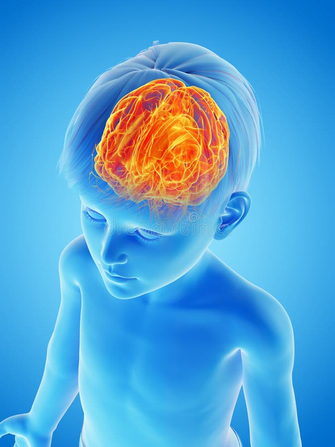 A childs brain stock illustration. Illustration of cerebellum - 149529702