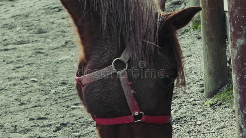 Childs Hand Caressing Horses Head in the Stable Stock Footage - Video ...