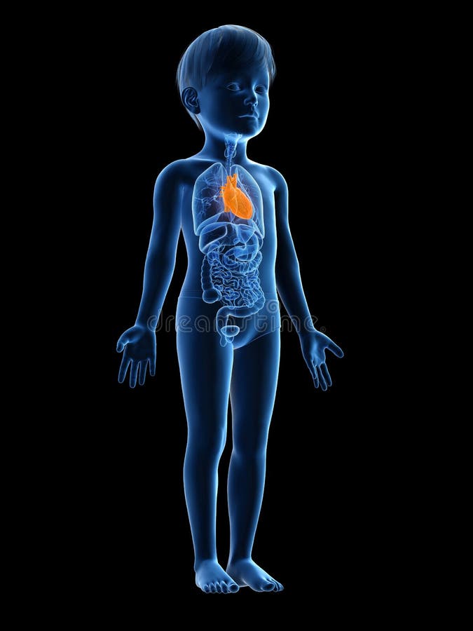 A childs heart stock illustration. Illustration of anatomical - 147502700