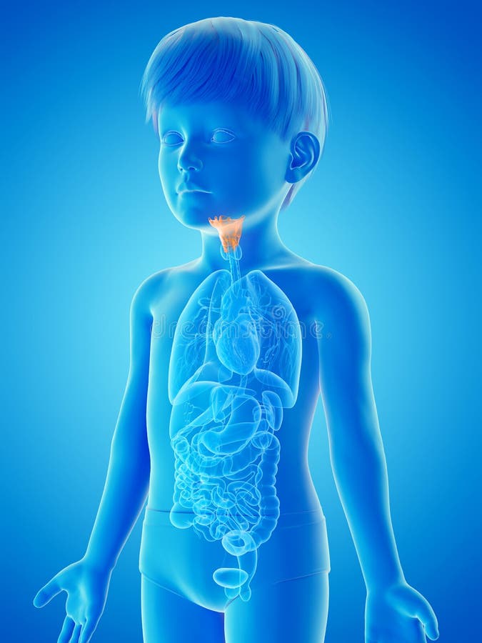 A childs larynx stock illustration. Illustration of cord - 149529679