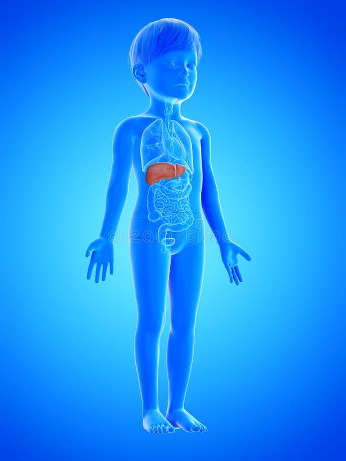 A childs liver stock illustration. Illustration of body - 147497610