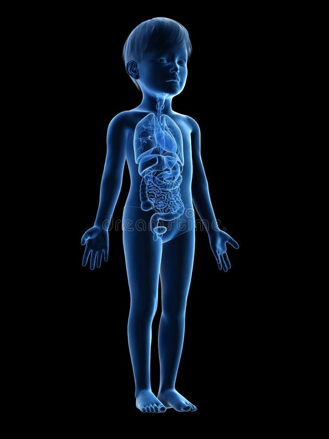 A childs organs stock illustration. Illustration of large - 147502484