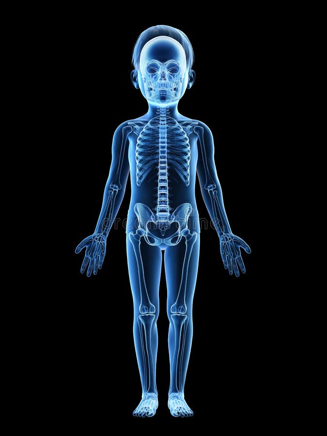 A childs skeleton stock illustration. Illustration of science - 147497767