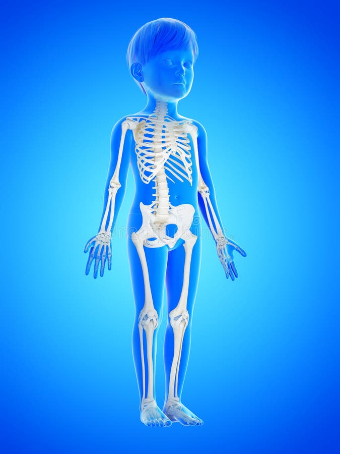 A childs skeleton stock illustration. Illustration of young - 147503267