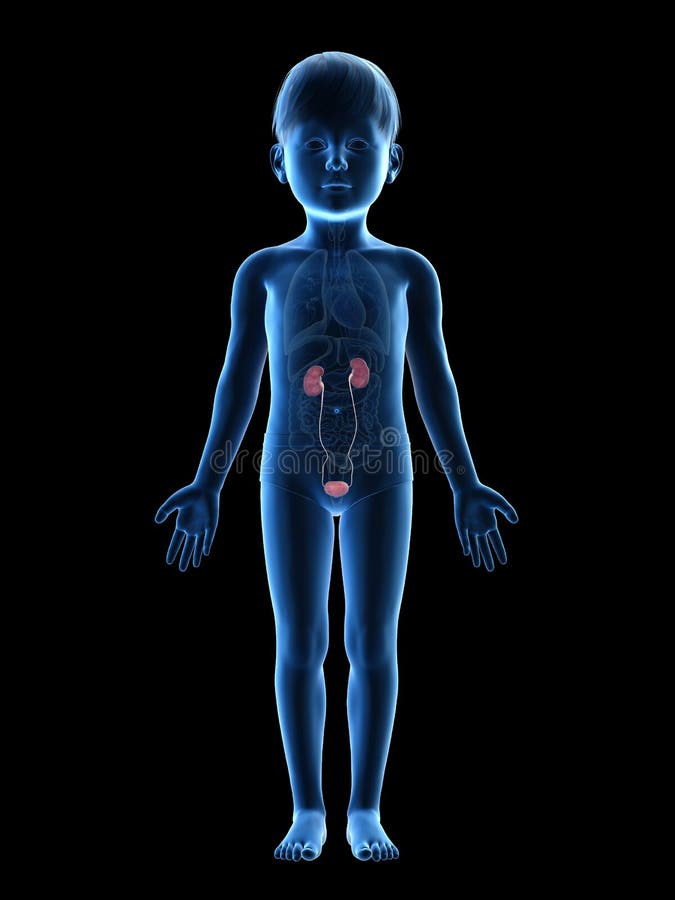 A childs urinary system stock illustration. Illustration of health ...