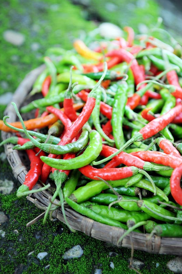 Chile foto de archivo. Imagen de comer, chile, alimento - 23004456