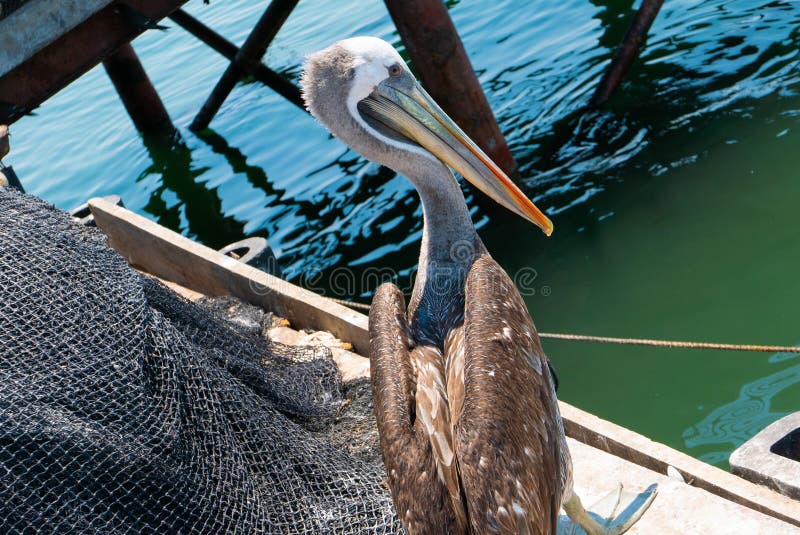 Chile Coquimbo Pelican on the Quay Stock Image - Image of animal, chile ...