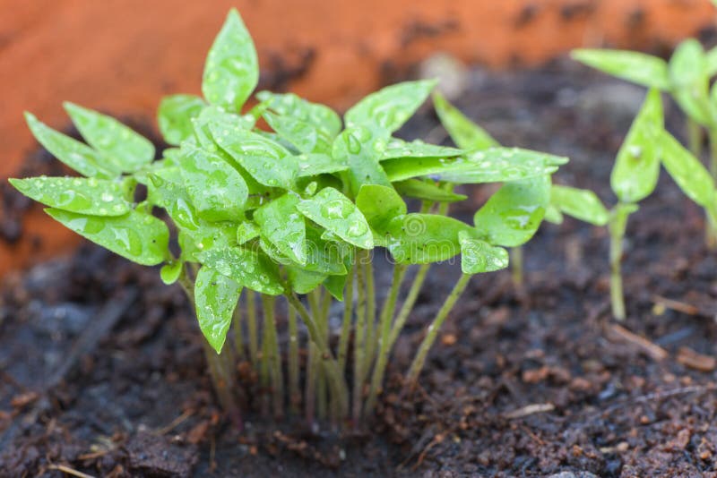 Chile del almácigo foto de archivo. Imagen de germen - 39024382