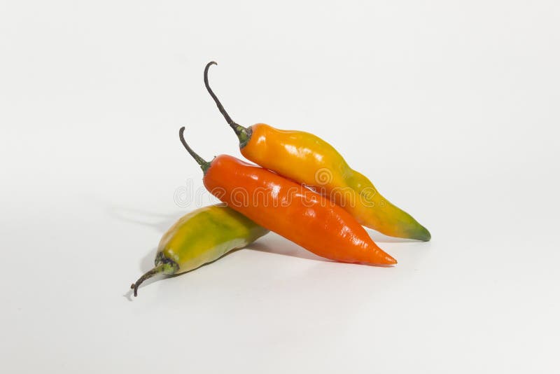 Chile Del Causa, Chile De Mirasol, Chile Amarillo Foto de archivo ...