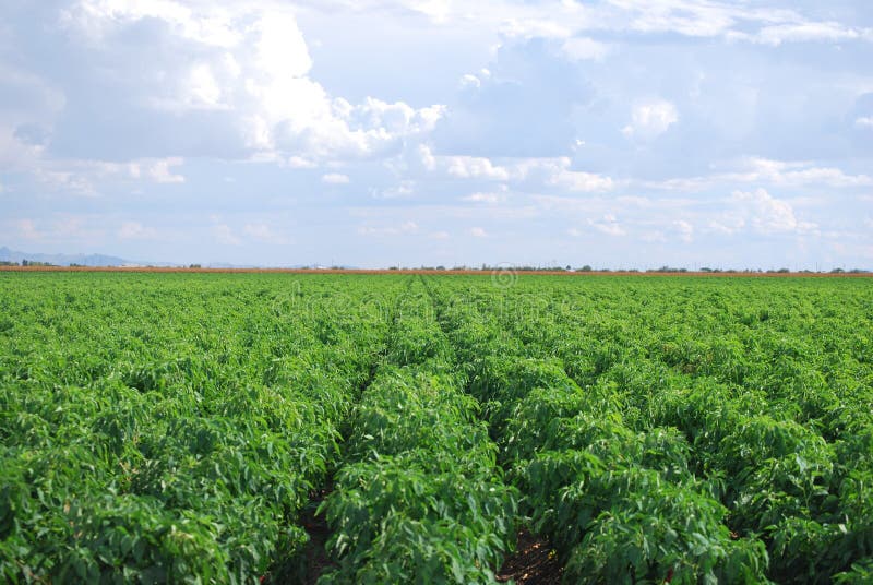 Chile field stock photo. Image of food, harvest, pods - 10914104
