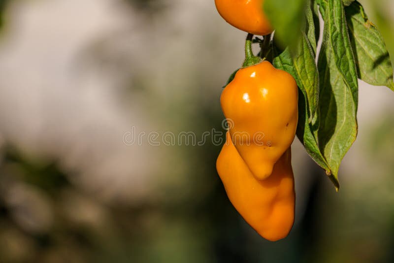 Chile Manzano Capsicum Pubescens Stock Image - Image of sharp, nature ...
