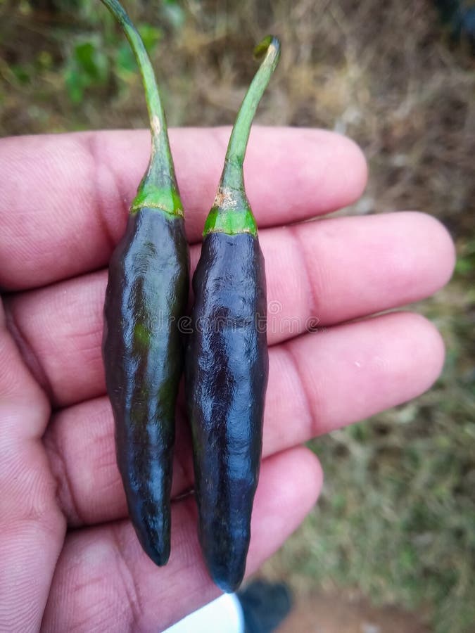 Chile Negro En La Imagen De Cierre a Mano. Foto de archivo - Imagen de ...