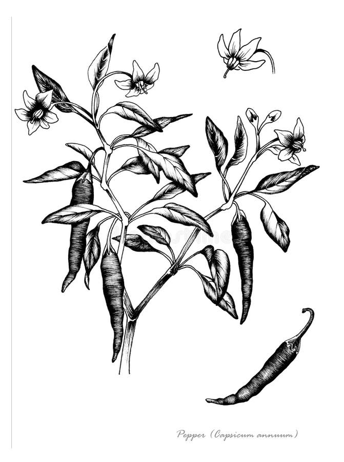 Red Hot Chile Pepper Ristras Painting Bright Stock Vector ...