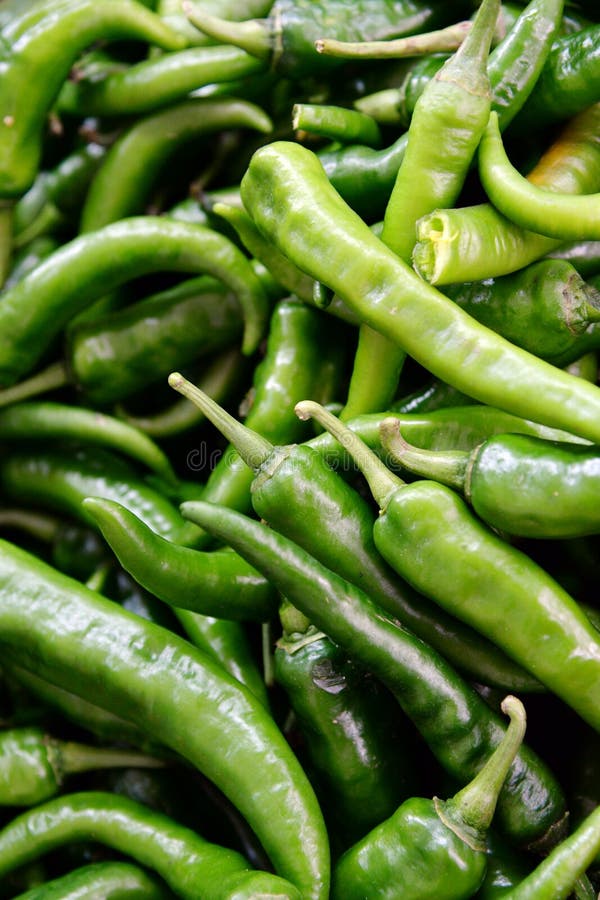Chile Peppers stock photo. Image of spicey, chili, chiles - 60293768