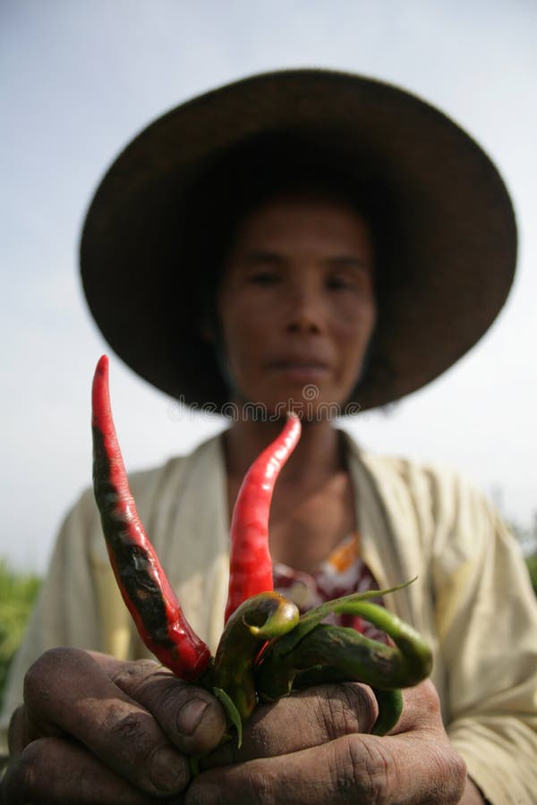 Chile putrefacto foto de archivo editorial. Imagen de pimienta - 31121708