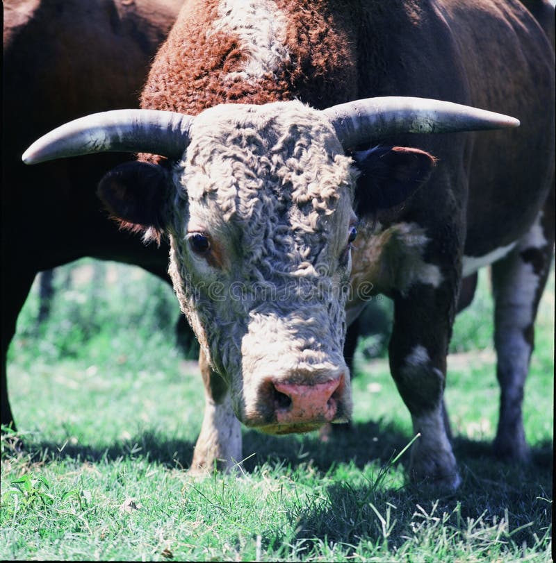 Santiago De Chile Close-up View of Face of a Bull with Horns Stock ...