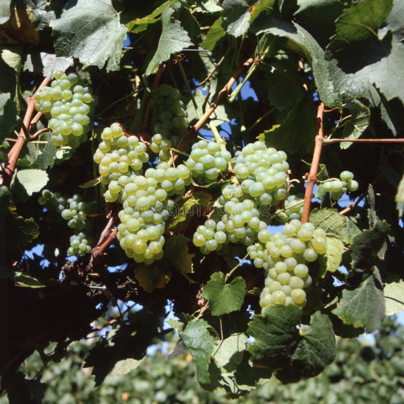 Vineyards with Grapes in a Field with Mountains ,wine Industry Stock ...
