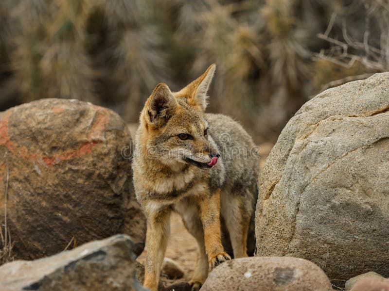 Chile Atacama Wild Desert Fox Stock Image - Image of mammal, animal ...