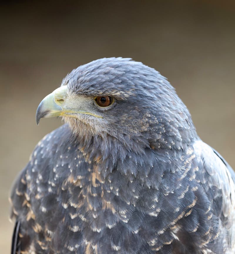 Buteo Melanoleucus Stock Photos - Free & Royalty-Free Stock Photos from ...