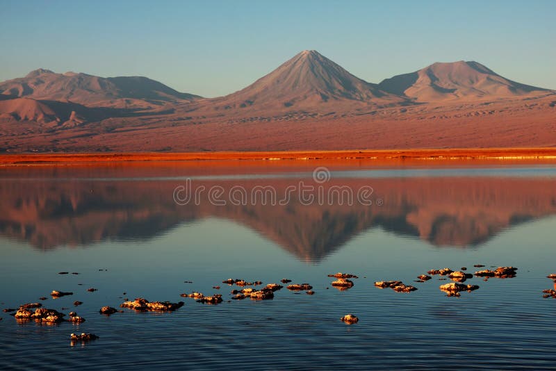Volcanic Vibes stock image. Image of bird, atacama, pink - 26164557