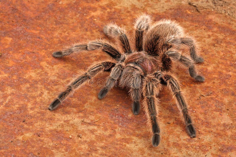 Chilean Rose Hair Tarantula Stock Image - Image of carnivore ...