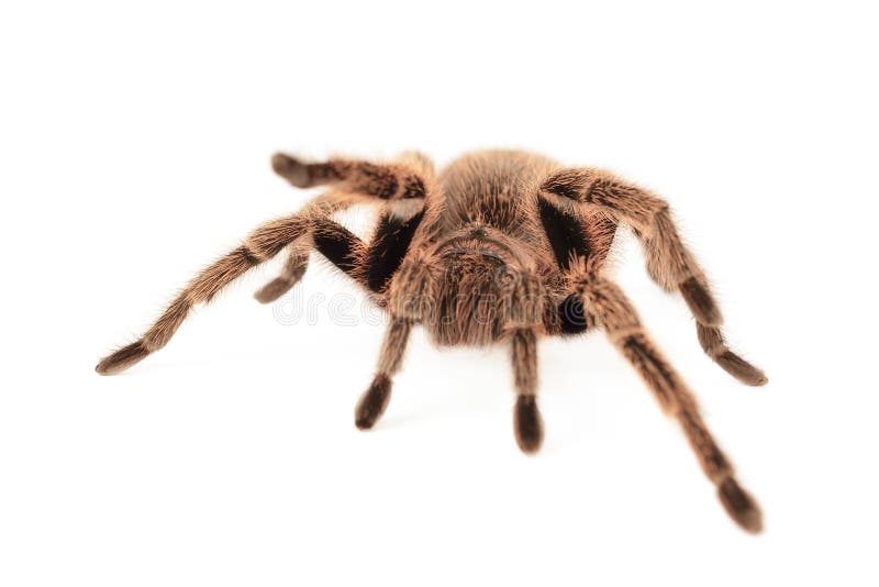 Red knee tarantula stock image. Image of wildlife, tarantula - 11130541