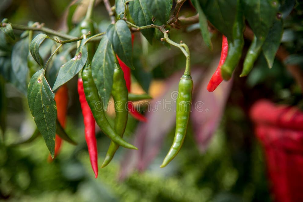 Chiles de cosecha propia foto de archivo. Imagen de chile - 106913424