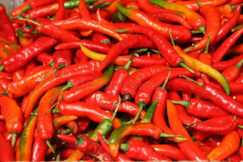 Bundle of Chili Peppers stock image. Image of spice, chili - 42920033