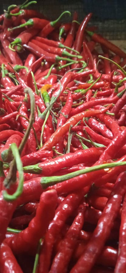 Chili big hot good green stock photo. Image of green - 282744240