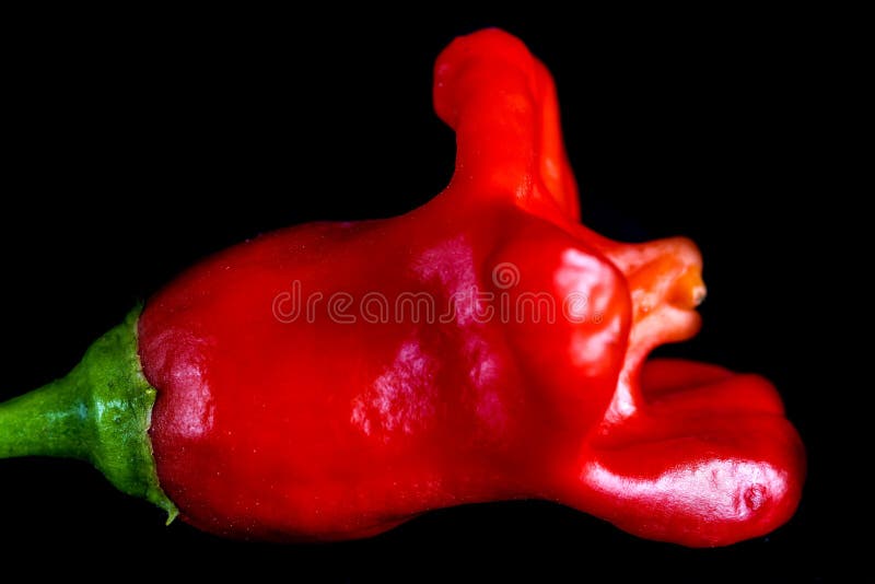 Bishops crown chili stock photo. Image of capsicum, pretty - 21907178