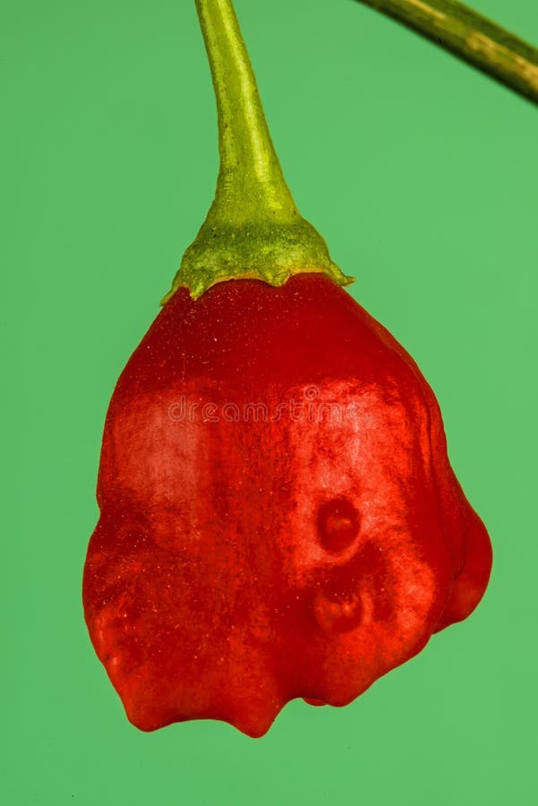 Chili bishops crown stock image. Image of green, chili - 46882565
