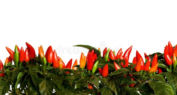 3,414 Chili Pepper Border Stock Photos - Free & Royalty-Free Stock ...