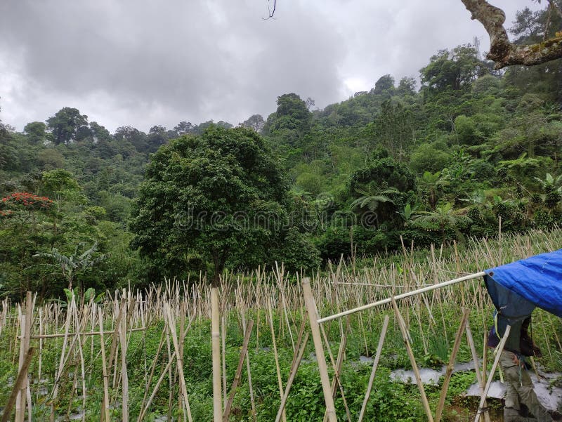 Chili Cabean on a Farm in the Forest Stock Photo - Image of plant, tree ...