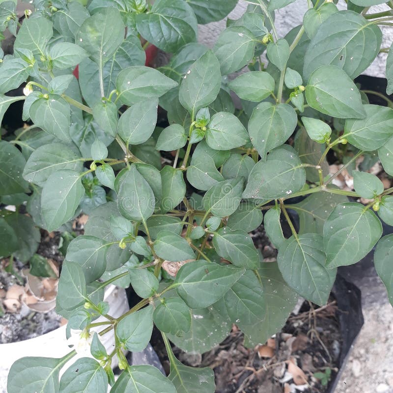 Chili cery leaves pattren stock photo. Image of cery - 254105670