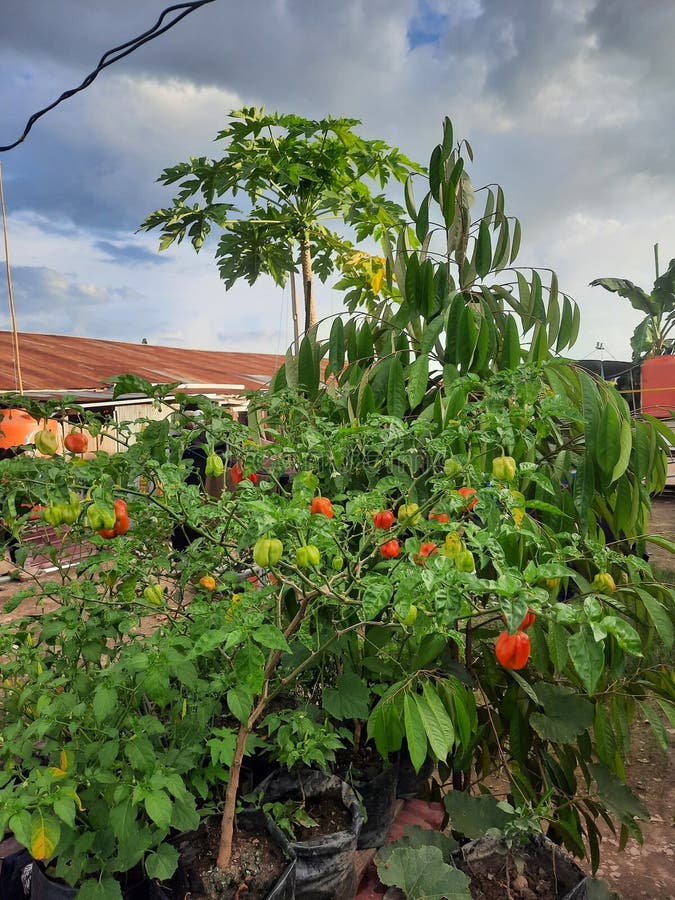 Chili Durian Vegetable Tree Toraja Stock Image - Image of durian, chili ...