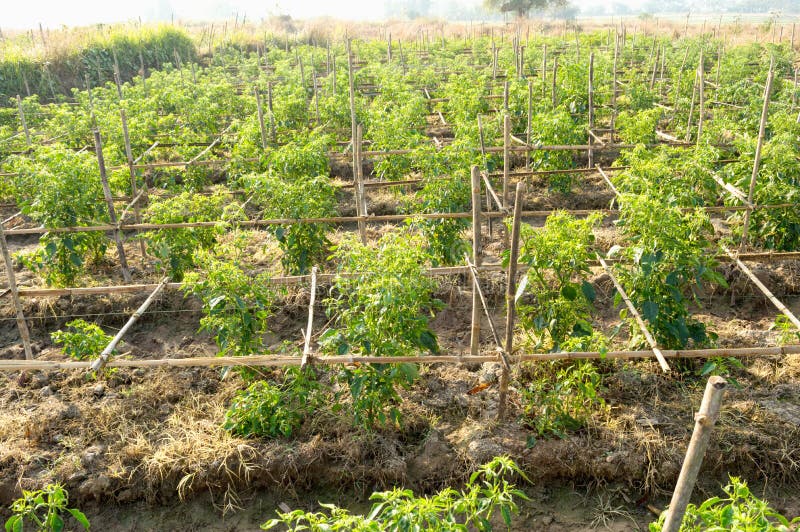 Chili farm stock image. Image of farm, scaffolding, chili - 37276223