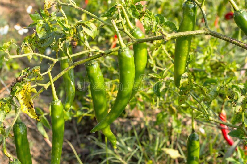 Chili farm stock photo. Image of nature, scaffolding - 29771568