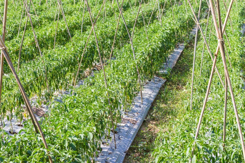 Chili farm stock photo. Image of garden, food, botanical - 48921270